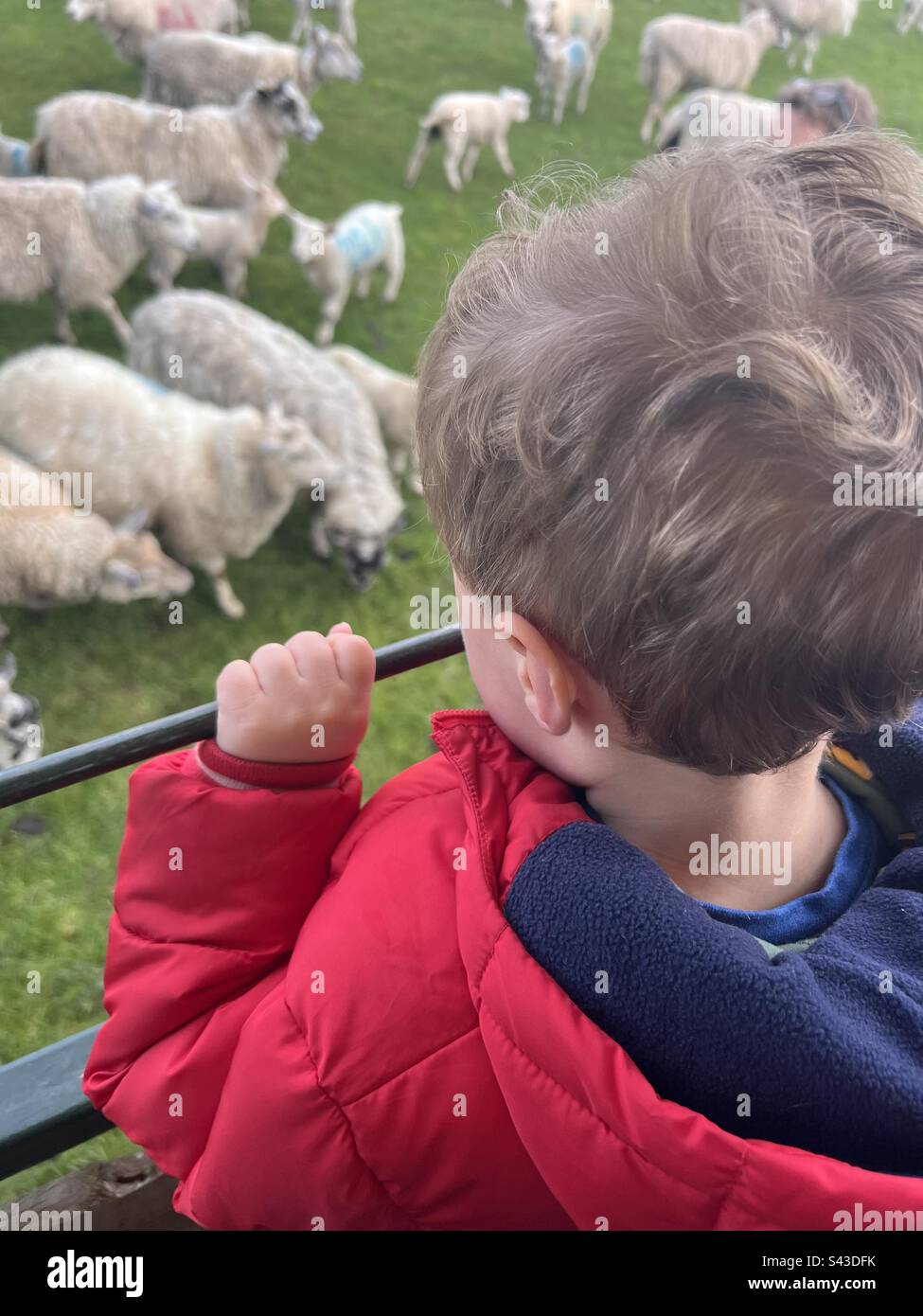 Hair of sheep hi-res stock photography and images - Alamy