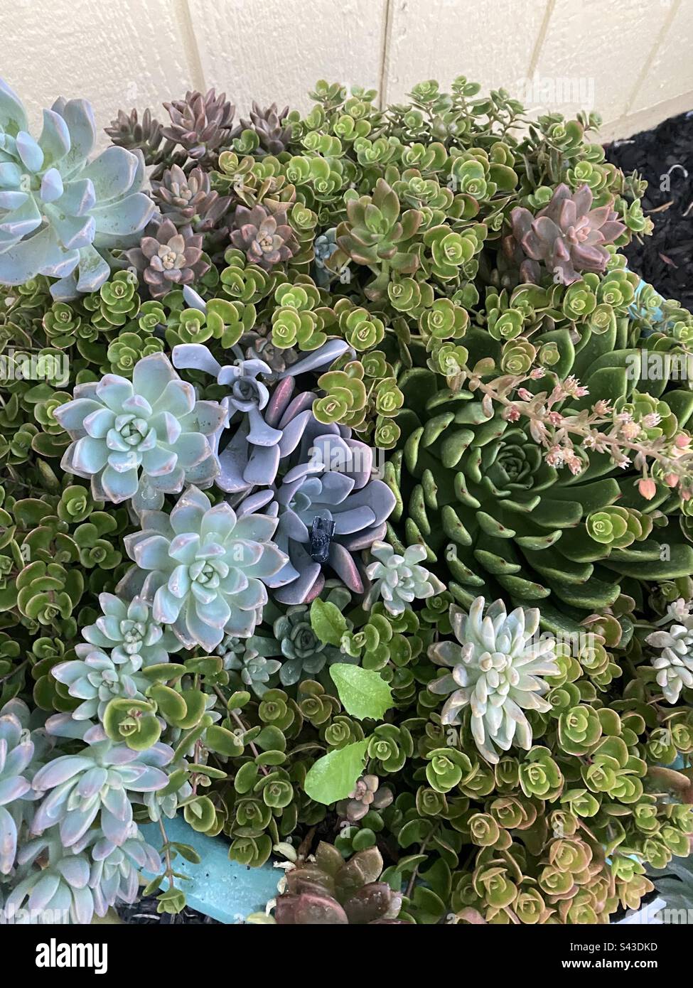 Full planter hi-res stock photography and images - Alamy