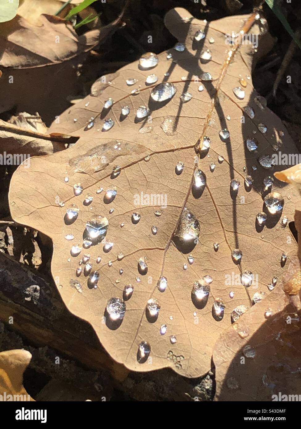 The Forest After Rain Stock Photo Alamy
