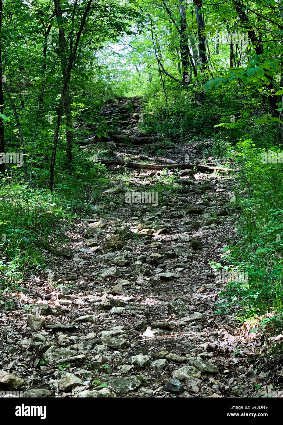 Natural canopy hi-res stock photography and images - Alamy
