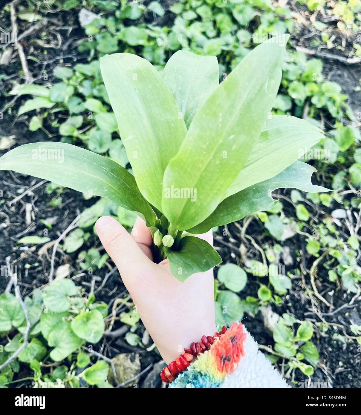 A bunch of picked wild garlic Stock Photo - Alamy