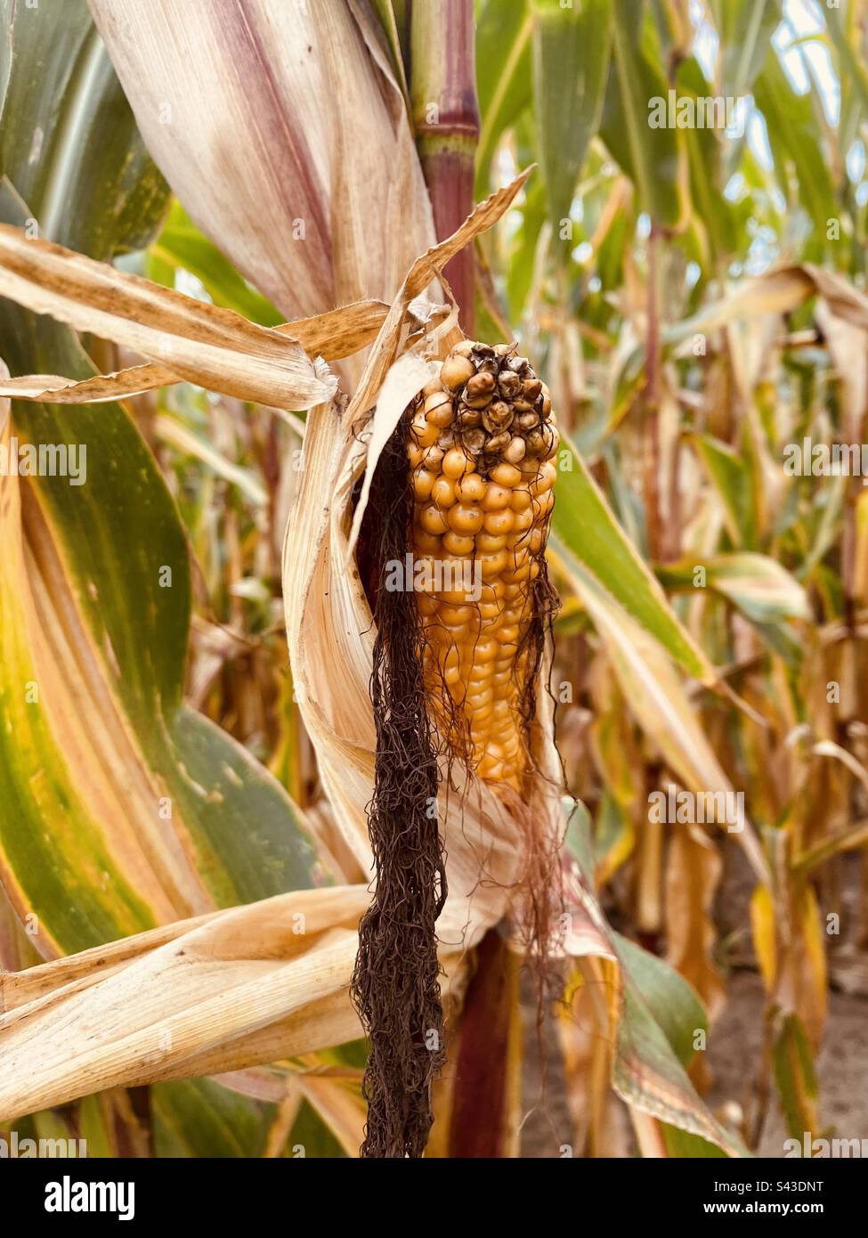 Corn cultivation hi-res stock photography and images - Alamy