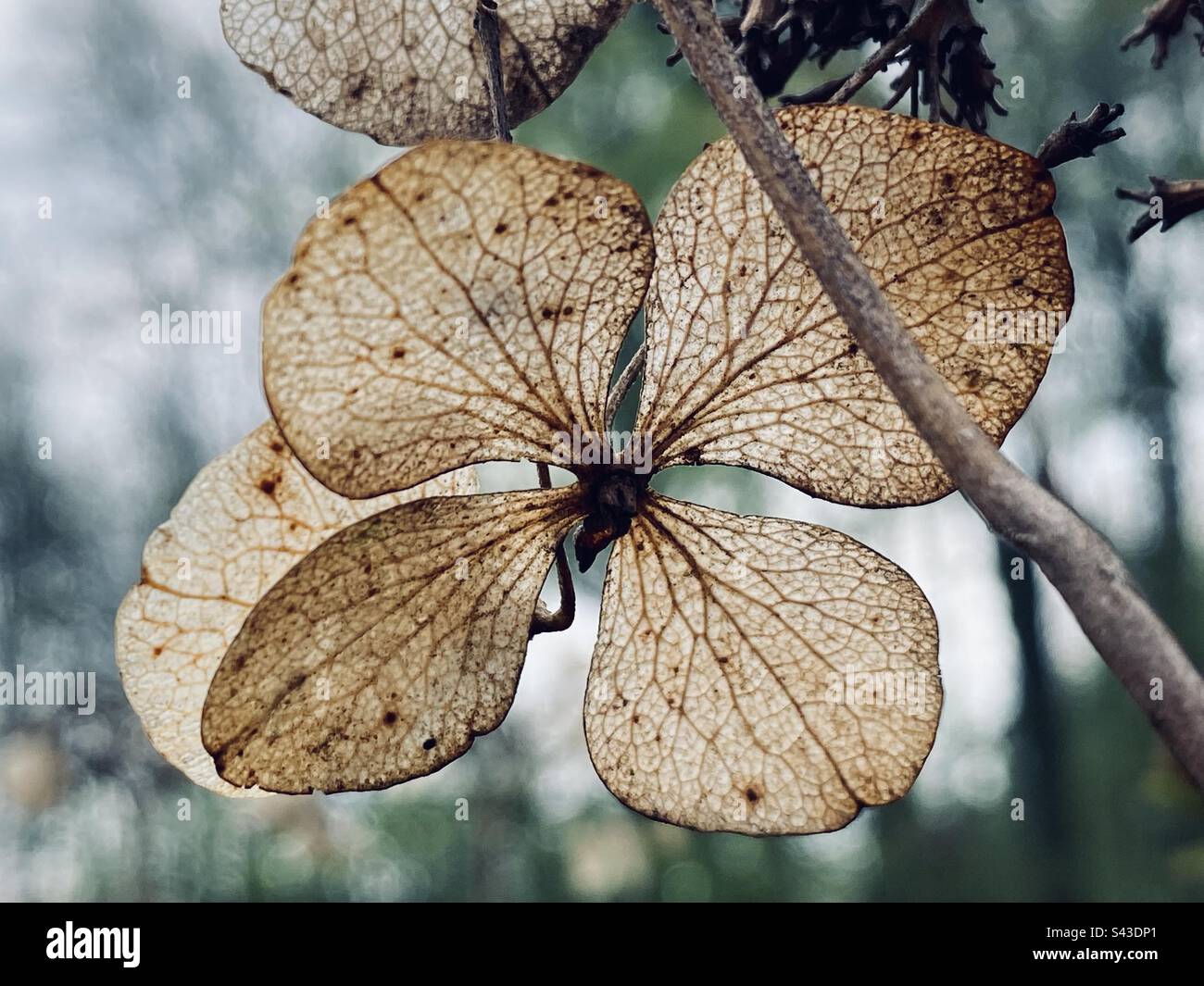 Withered flower hi-res stock photography and images - Alamy