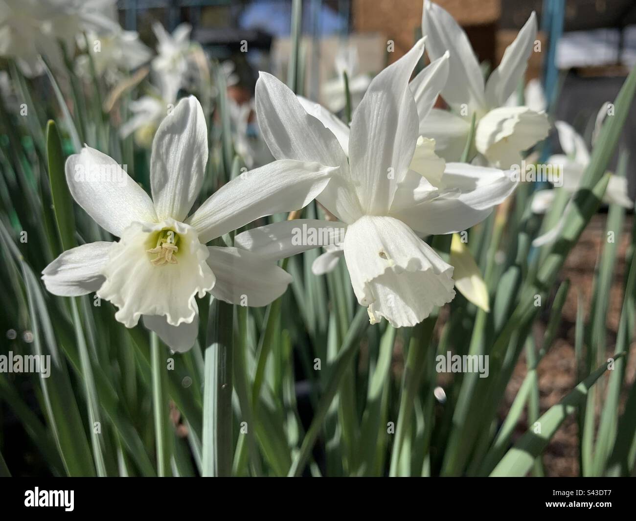 White flowers narcissus thalia hi-res stock photography and images - Alamy