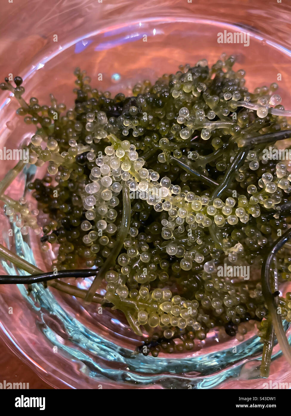 Japan sea grapes hi-res stock photography and images - Alamy