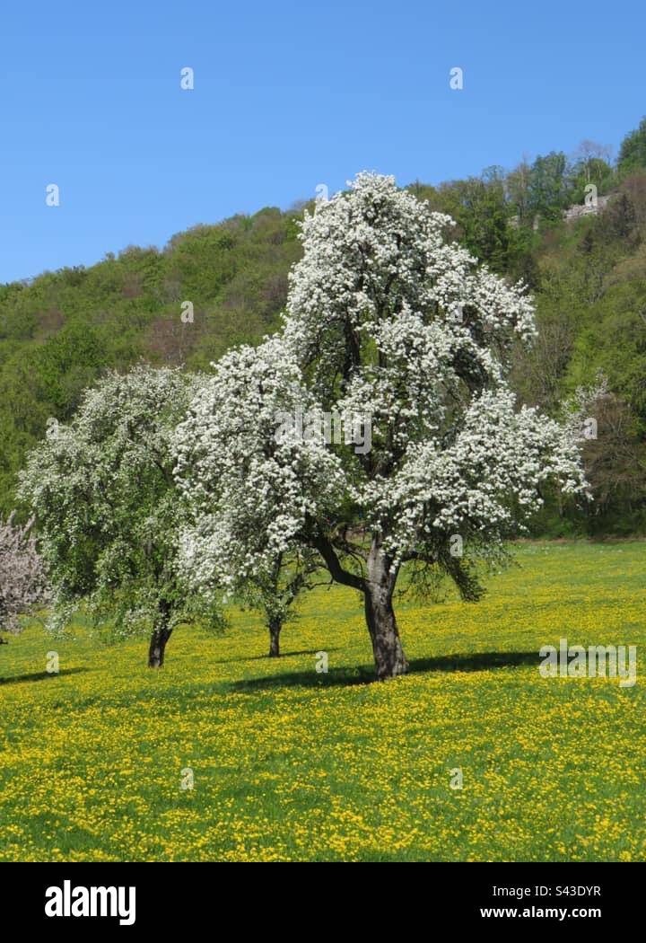 Switzerland vibes hi-res stock photography and images - Alamy