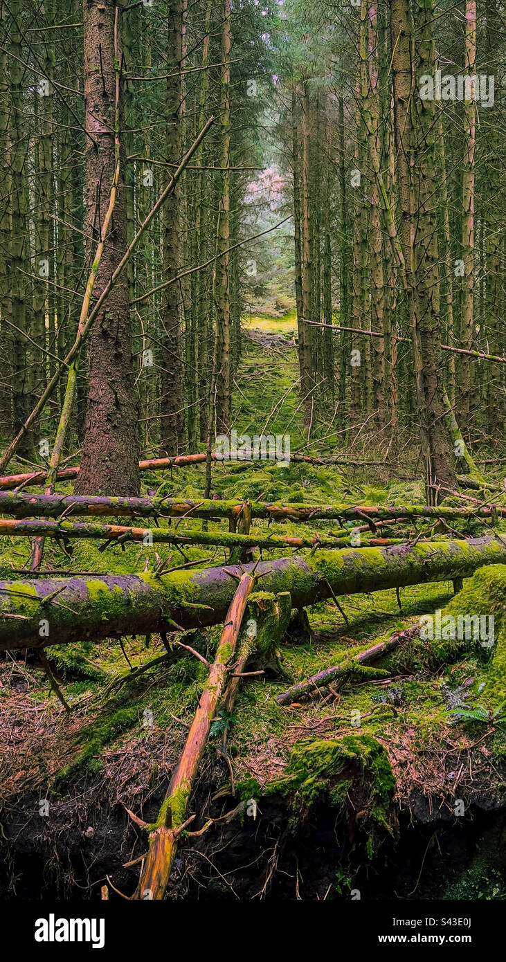 Woodland of Keswick Lake District Stock Photo - Alamy