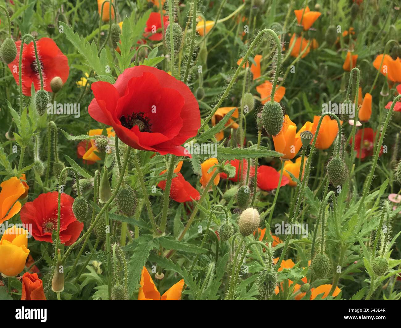 Orange and red california poppy hi-res stock photography and images - Alamy