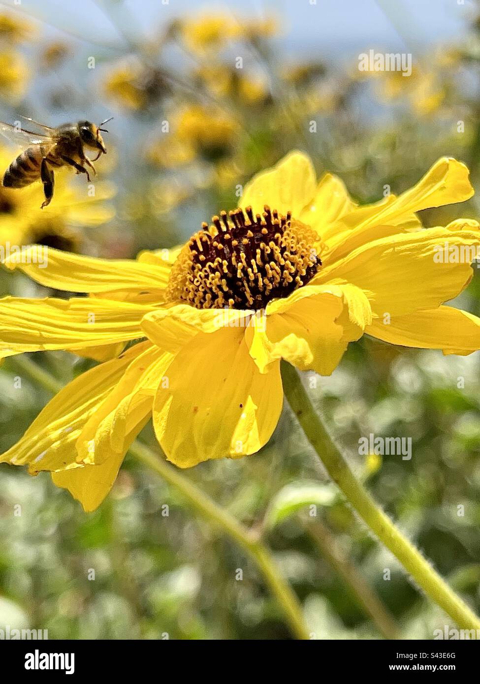 Yellow daisy with bee Stock Photo - Alamy