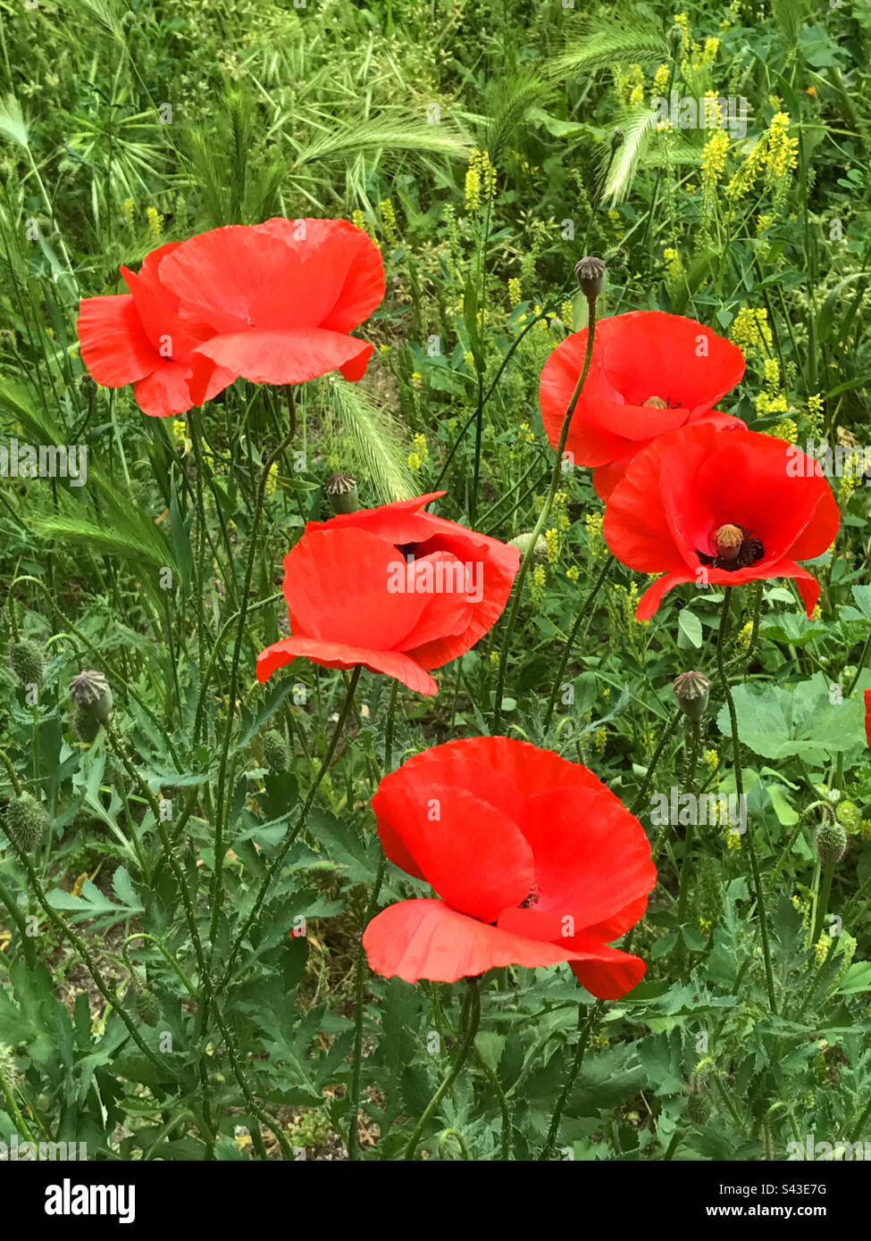 Poppy red fondo hi-res stock photography and images - Alamy