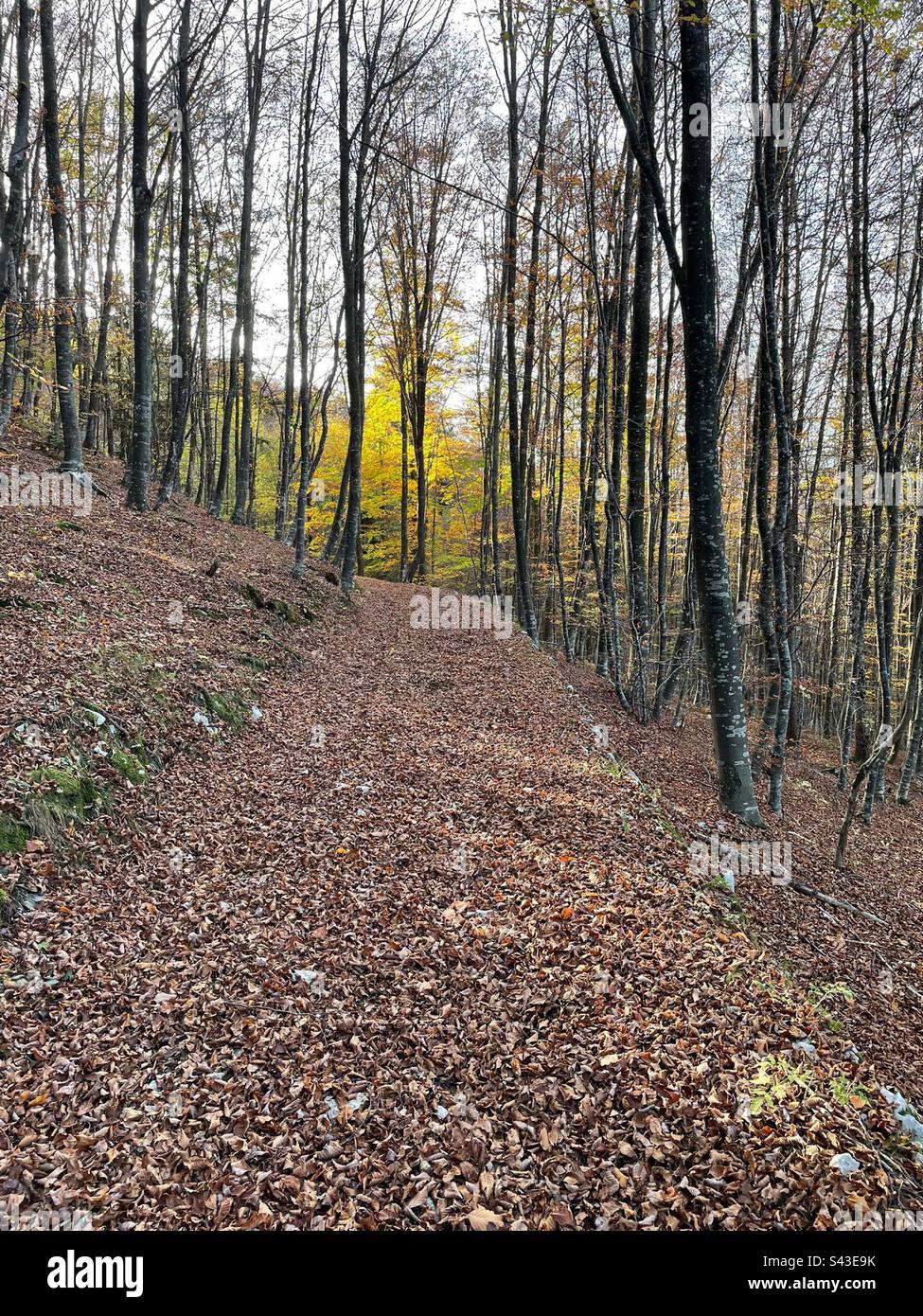Bosco in lessinia hi-res stock photography and images - Alamy
