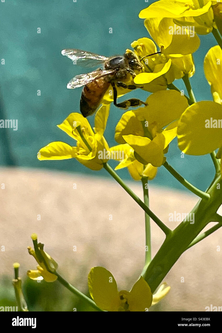 Foraging honey bee Stock Photo - Alamy
