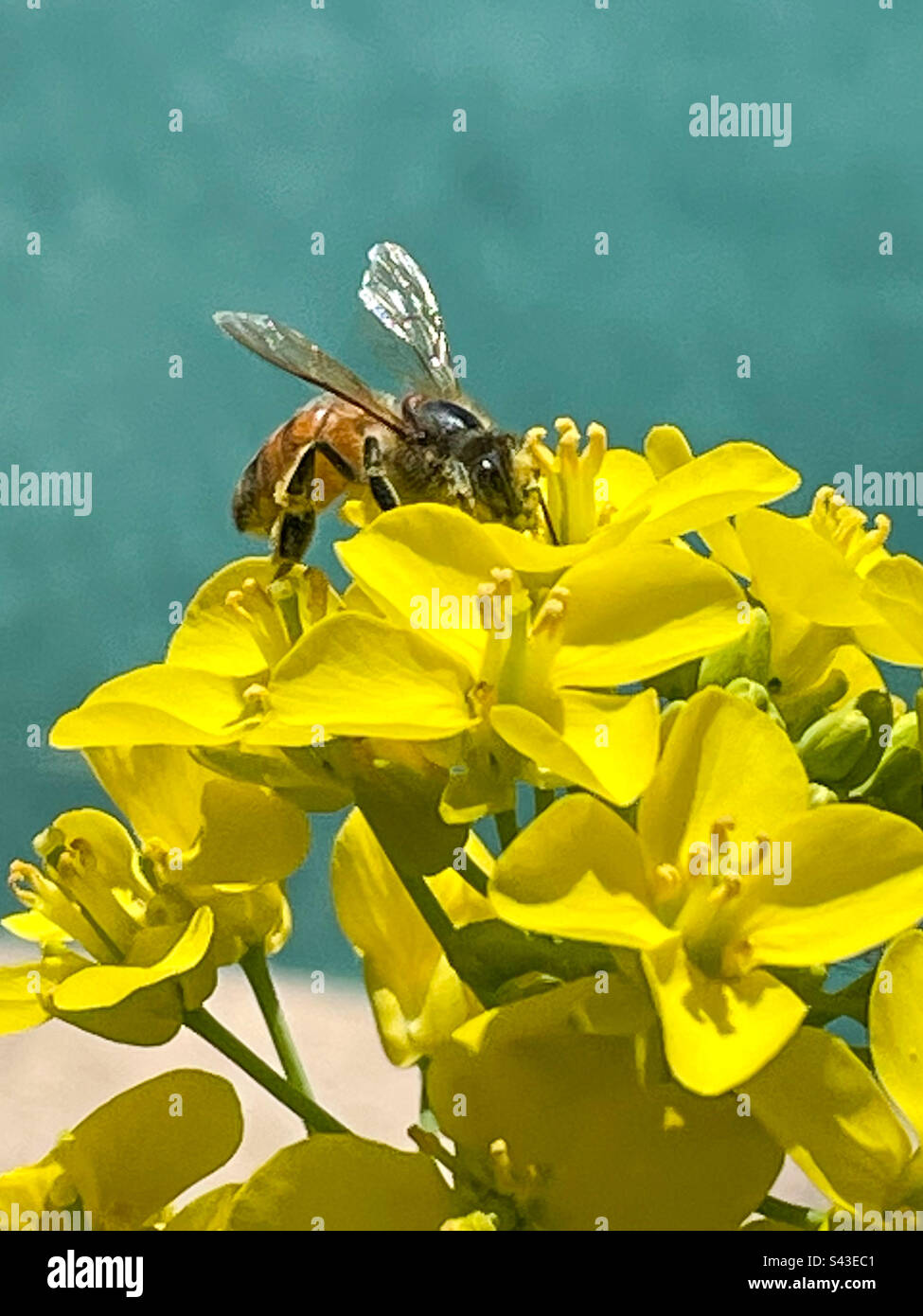 Honey bee foraging Stock Photo - Alamy