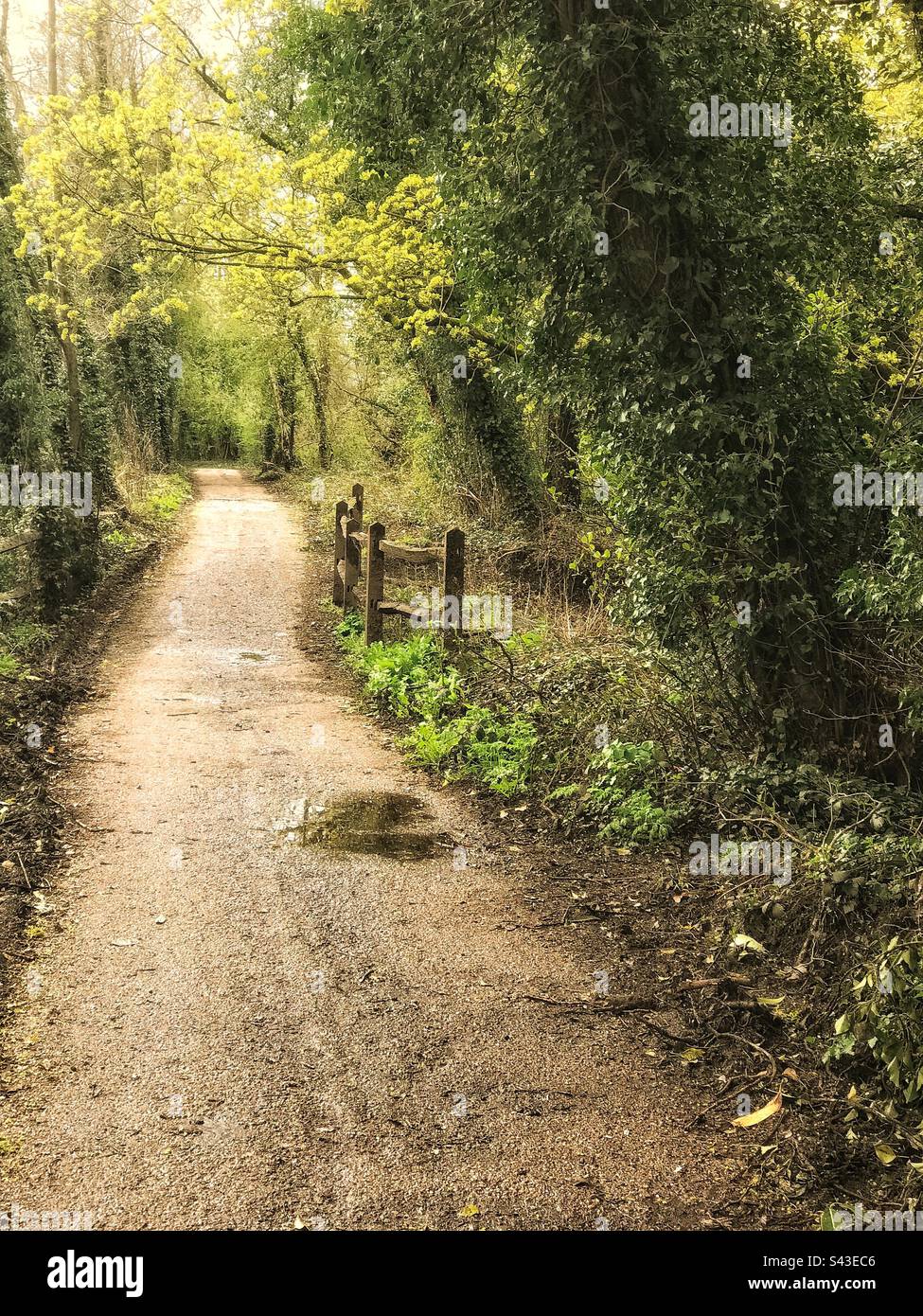 Forest path with fence hi-res stock photography and images - Alamy
