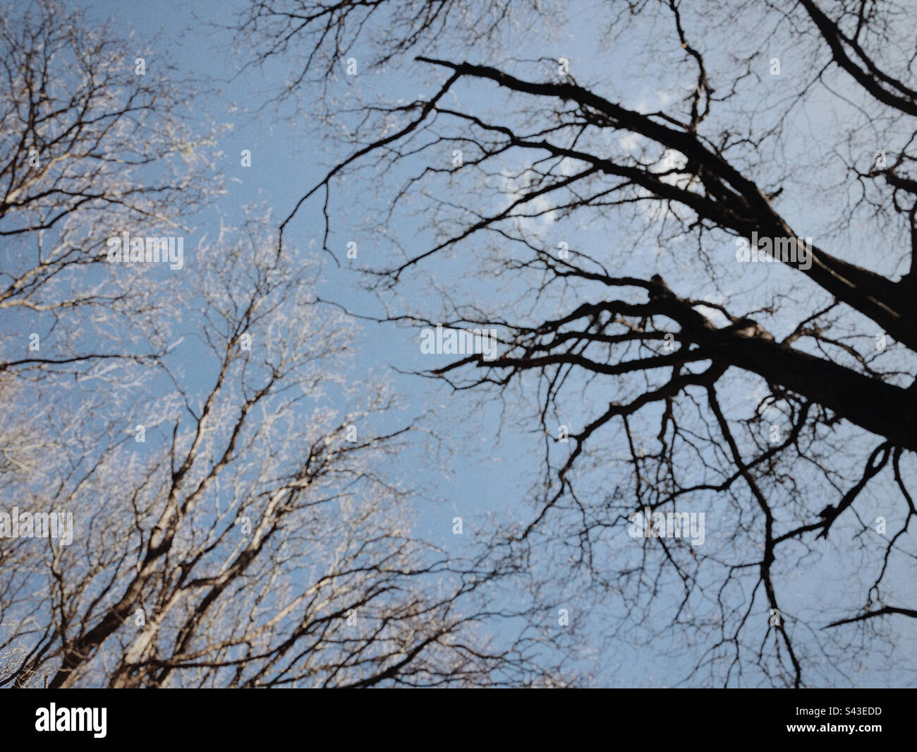 Soft focus trees hi-res stock photography and images - Alamy