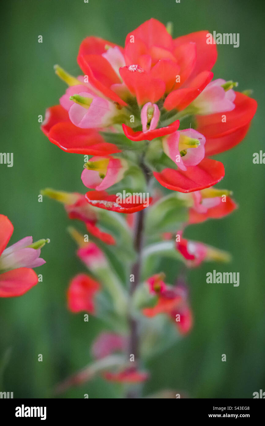 Side view of an Indian paintbrush Stock Photo - Alamy