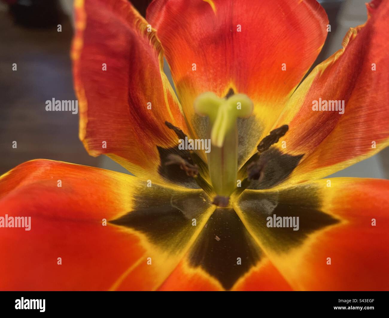Inside tulip hi-res stock photography and images - Alamy