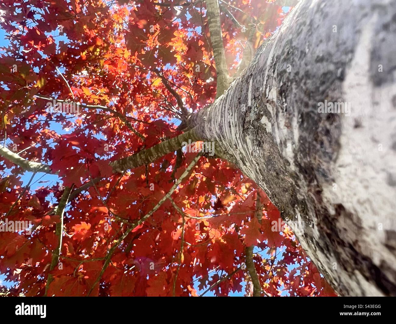 Nz red hi-res stock photography and images - Alamy