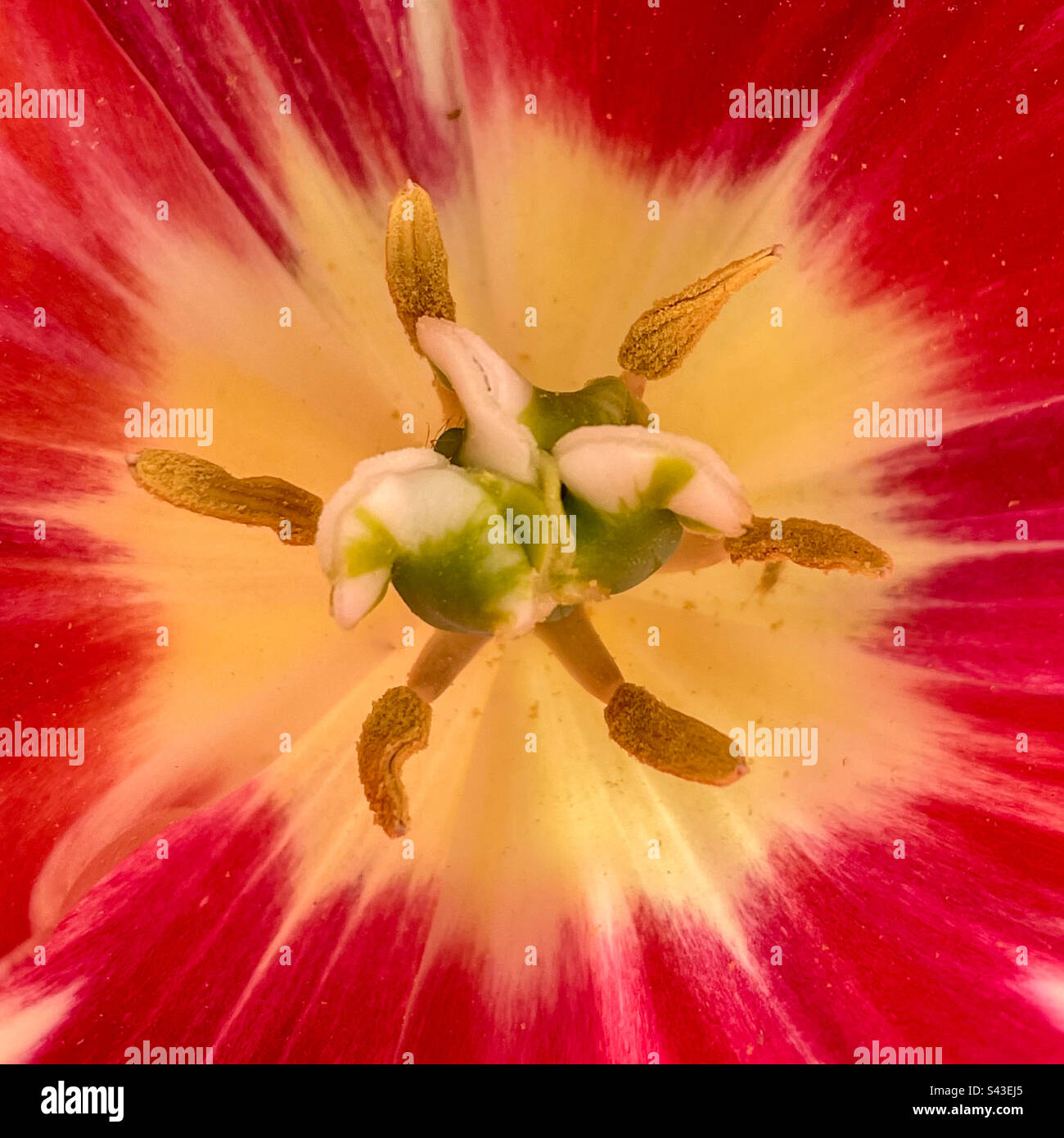 Inside a tulip hi-res stock photography and images - Alamy