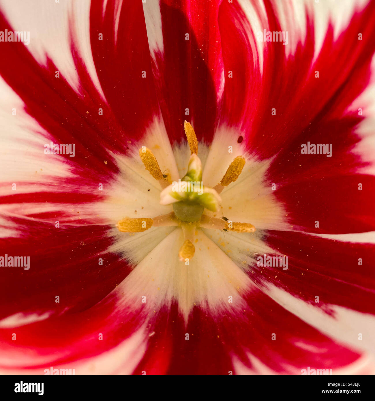Inside a tulip Stock Photo - Alamy