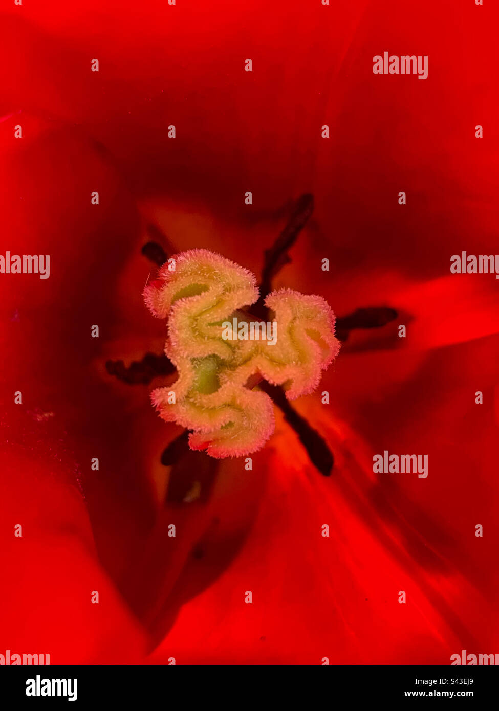 Stigma plant hi-res stock photography and images - Alamy