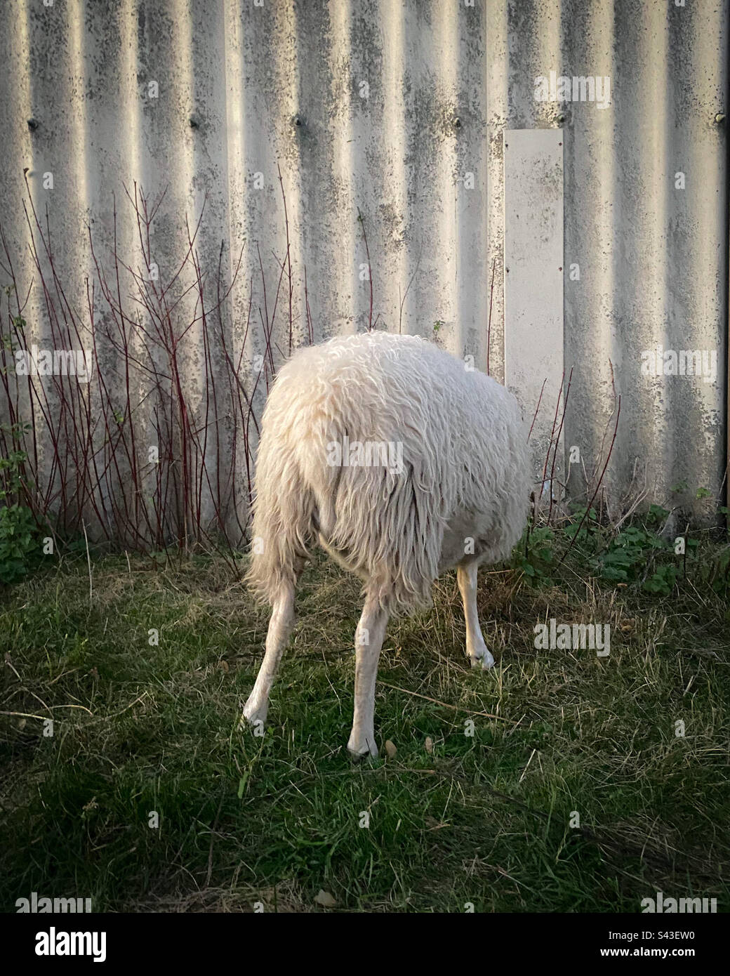Sheep grazing with head down and butt facing camera Stock Photo - Alamy