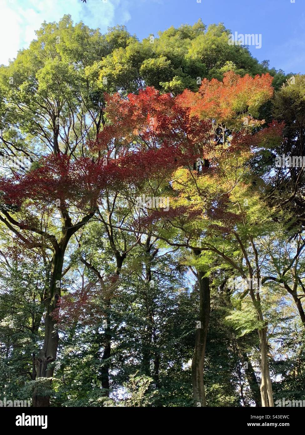 Colourful trees hi-res stock photography and images - Alamy