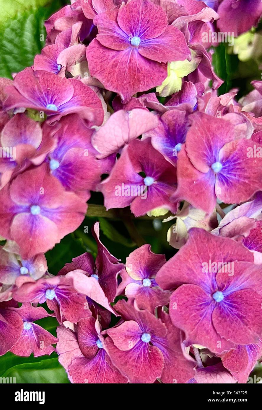 Purple hydrangeas hi-res stock photography and images - Alamy
