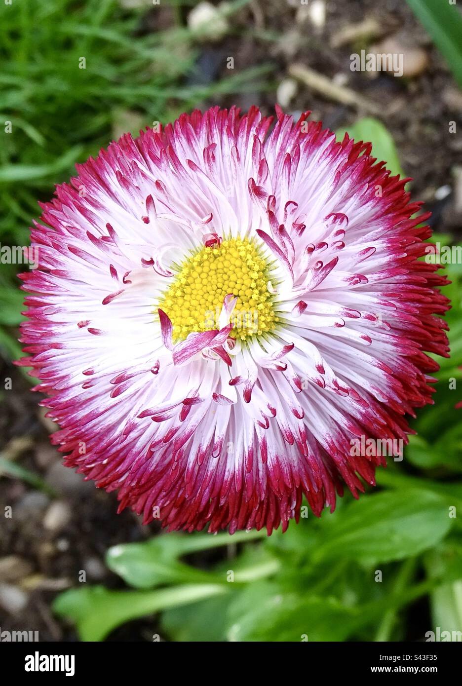 Bellis white hi-res stock photography and images - Alamy