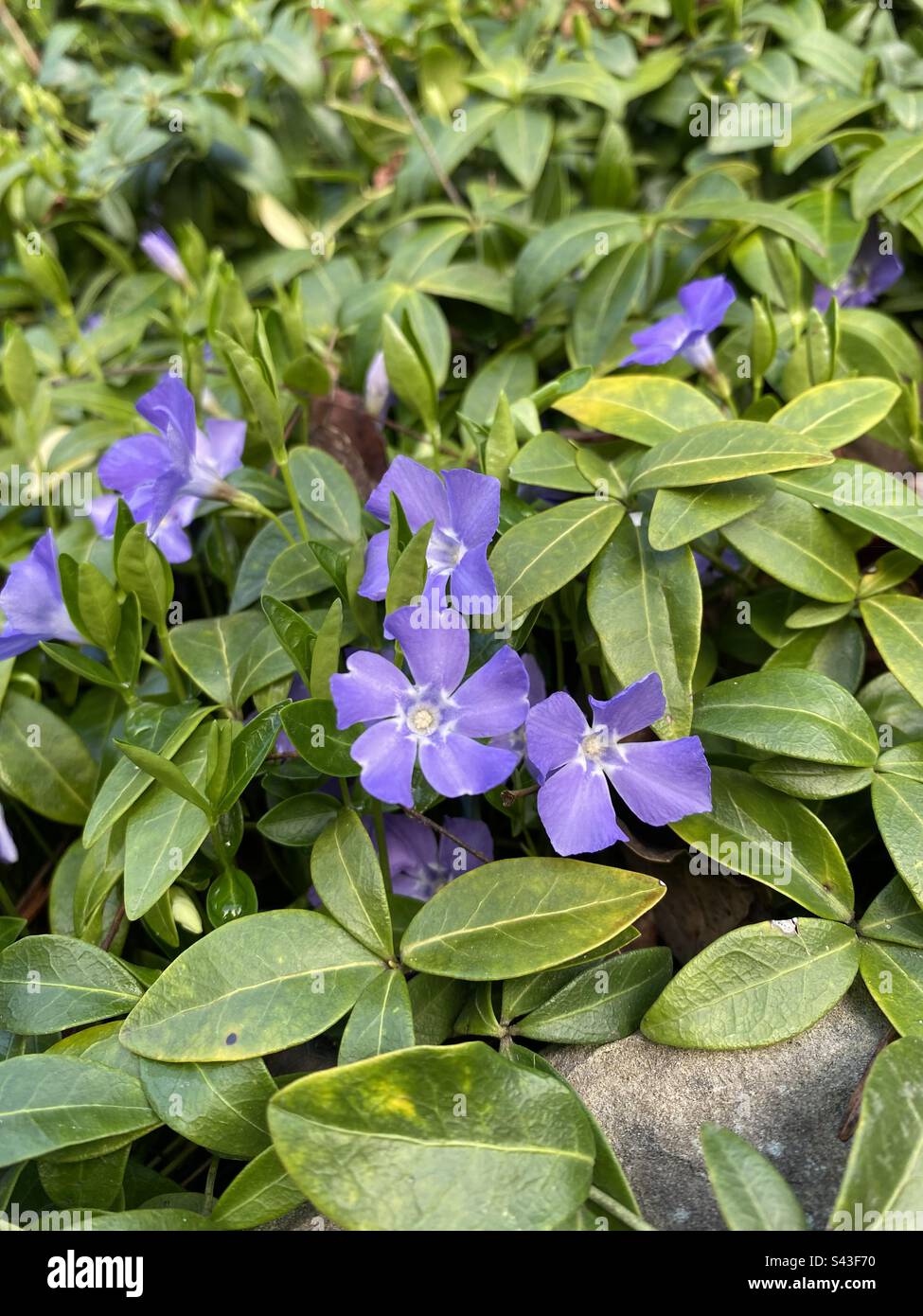 Periwinkle flower hi-res stock photography and images - Alamy