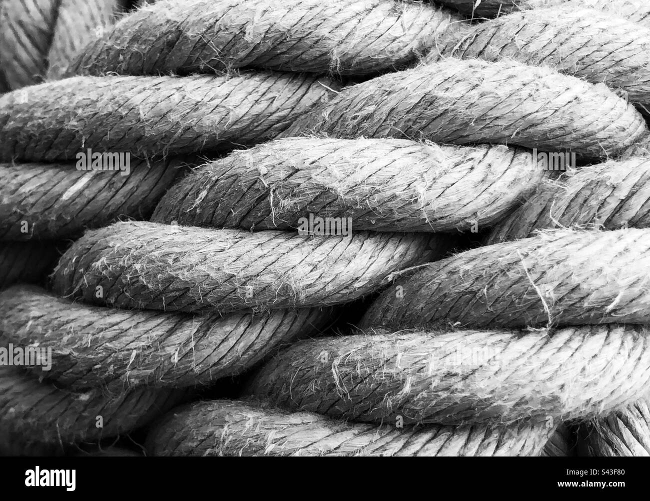 Muscle knots hi-res stock photography and images - Alamy