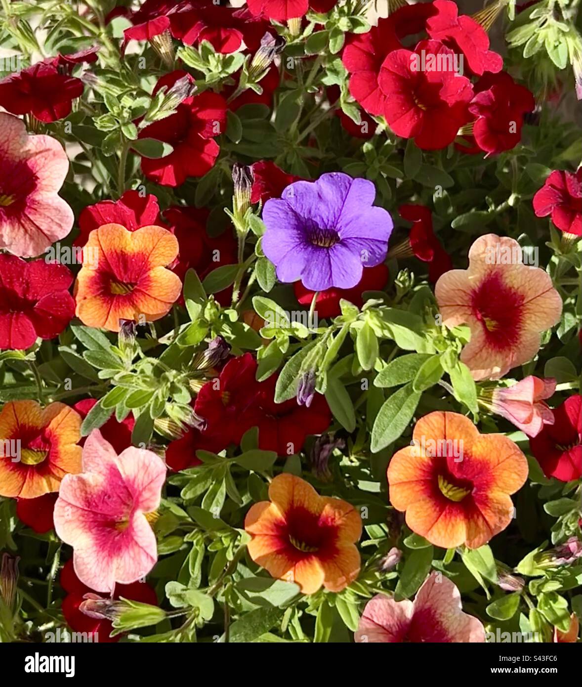 Bright springtime colors hi-res stock photography and images - Alamy