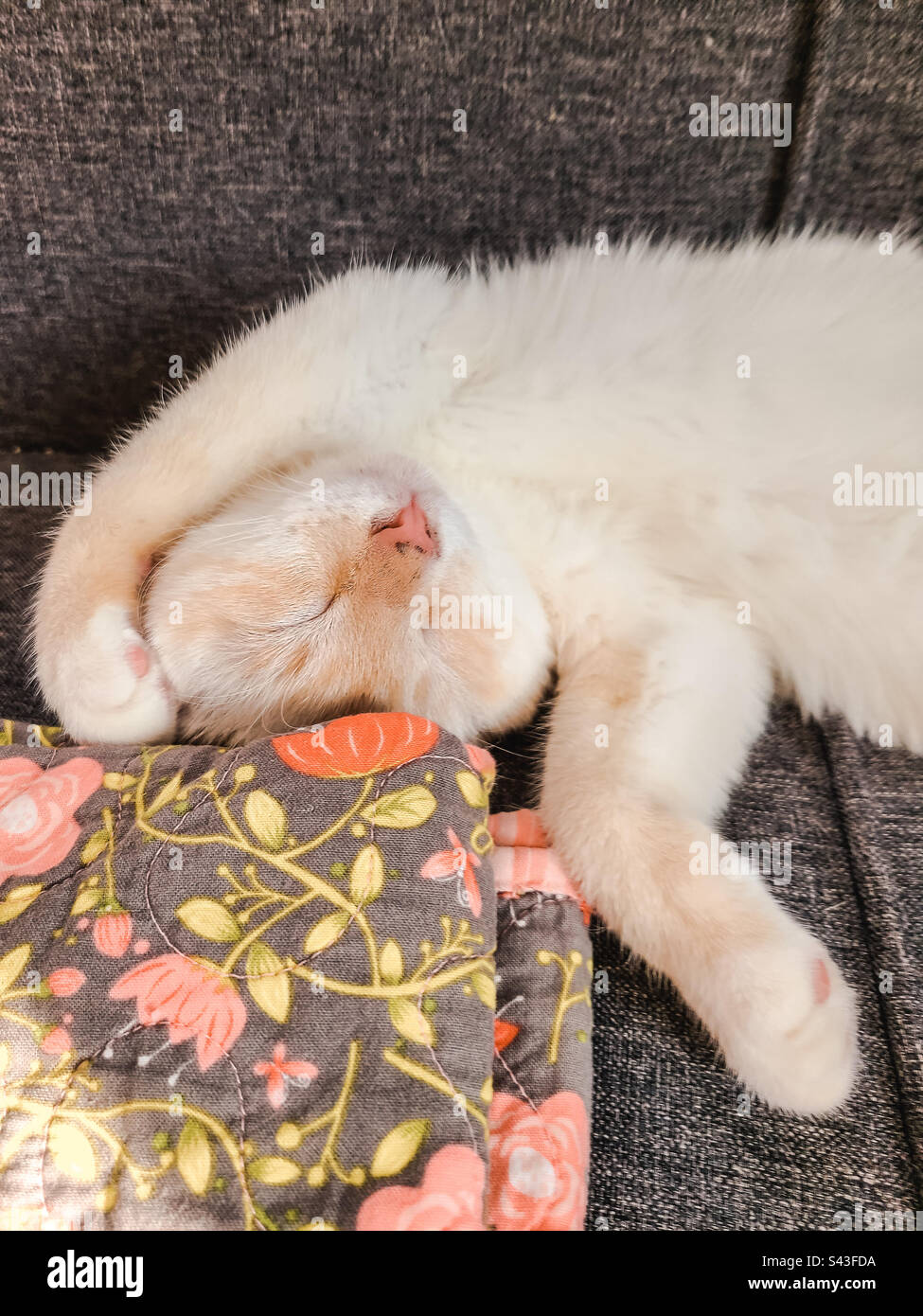 Flame point cat hi-res stock photography and images - Alamy