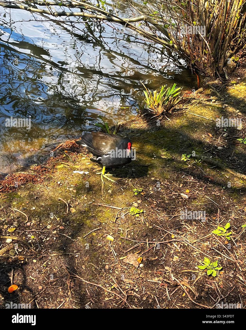 A common moorhen, Gallinula chloropus also known as the waterhen or ...