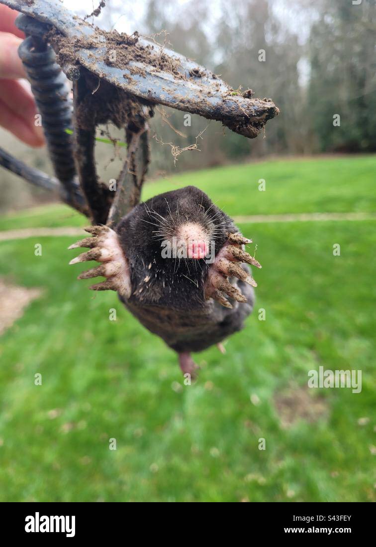 A trapped mole Stock Photo - Alamy