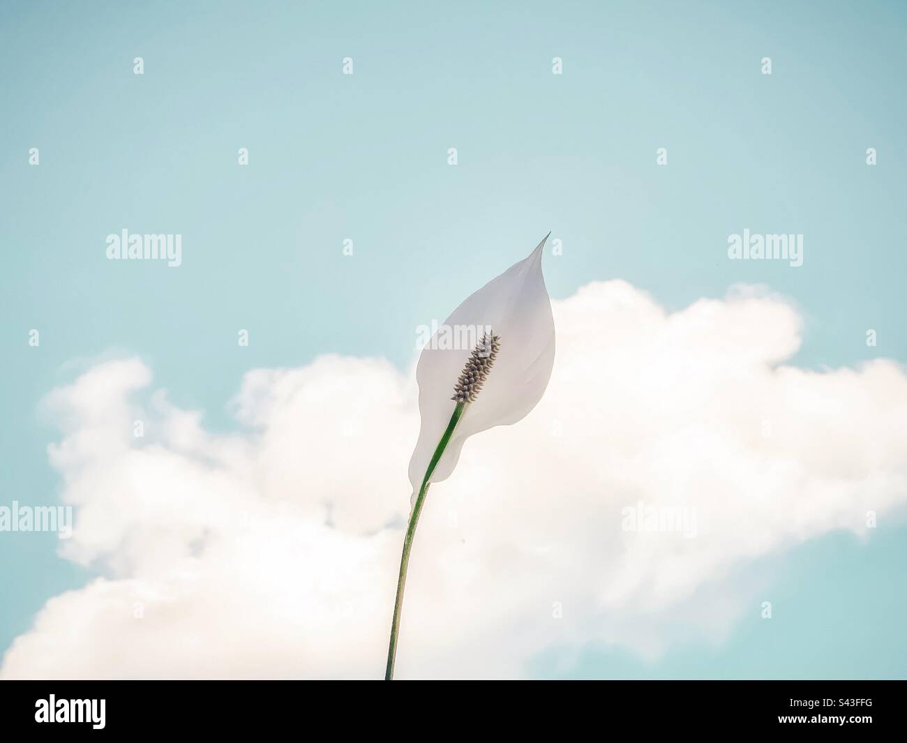 Low angle view of a single white peace lily flower against a white ...