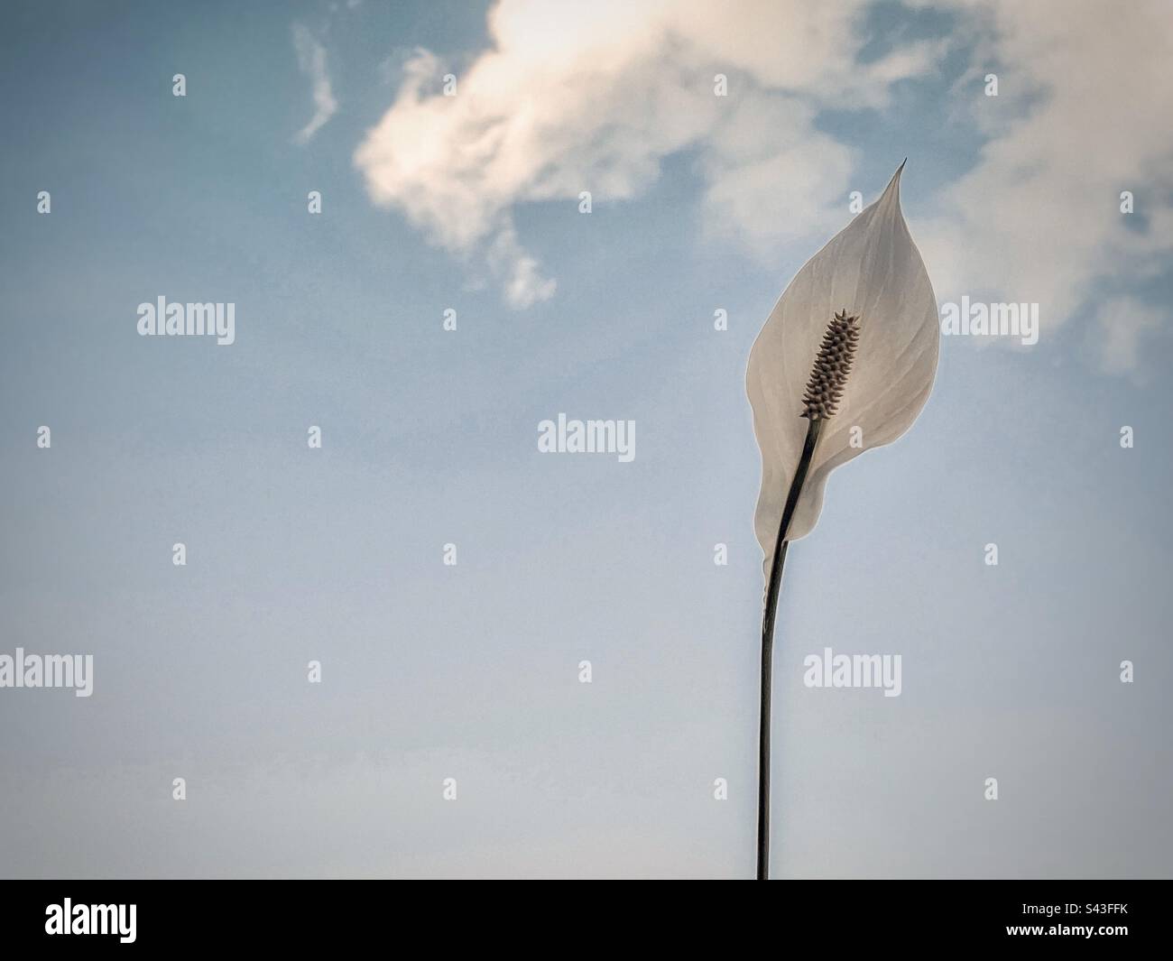 Low angle view of single white peace lily flower below a single white ...