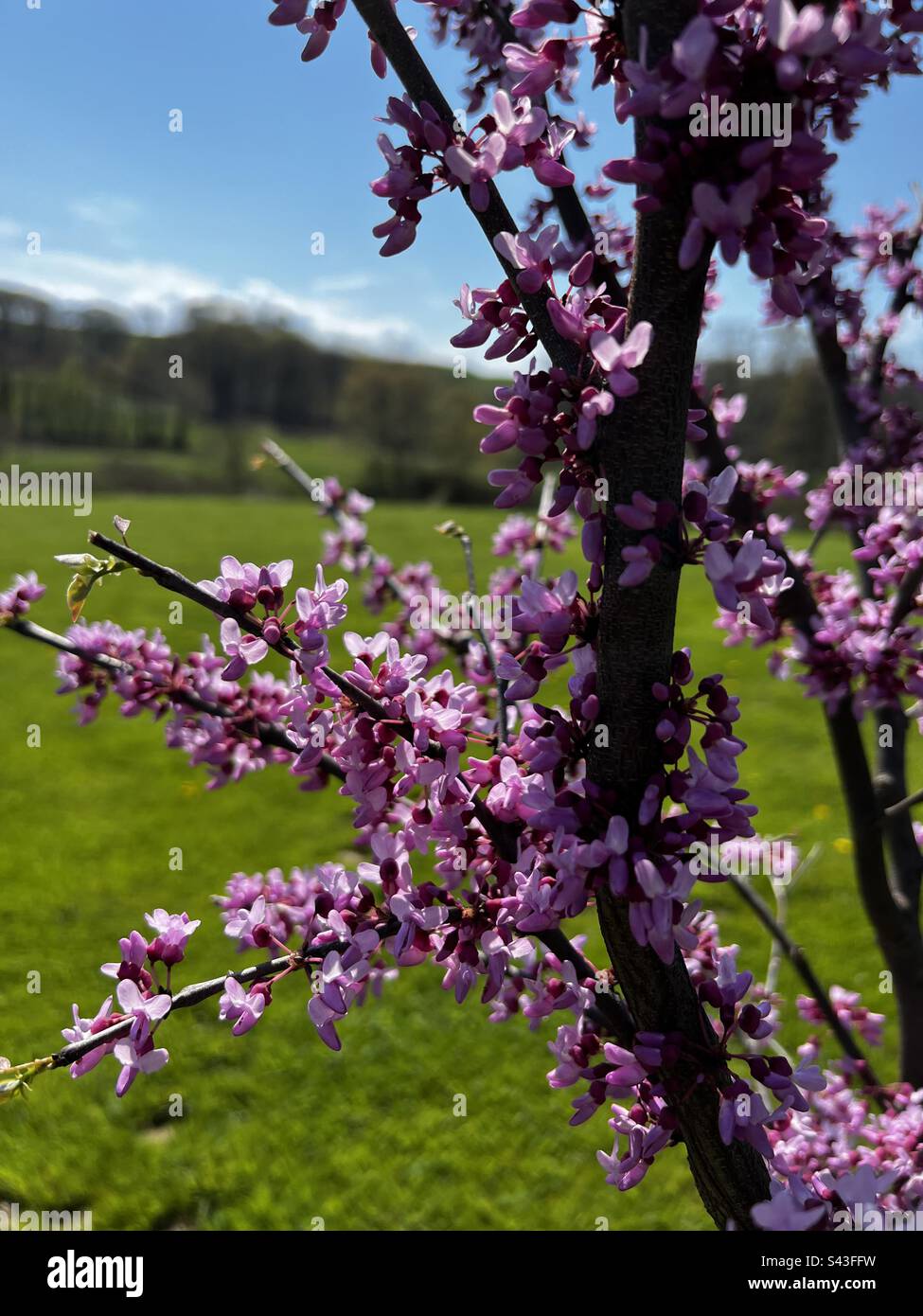 Eastern redbud hi-res stock photography and images - Alamy