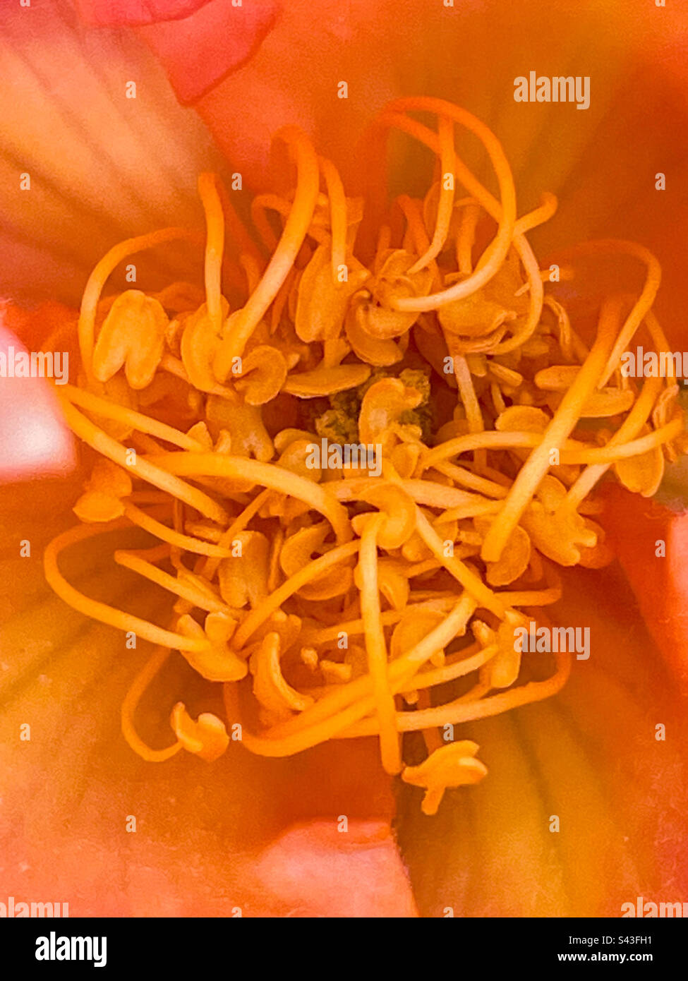 The pollen for a newly bloomed peach colored rose Stock Photo - Alamy