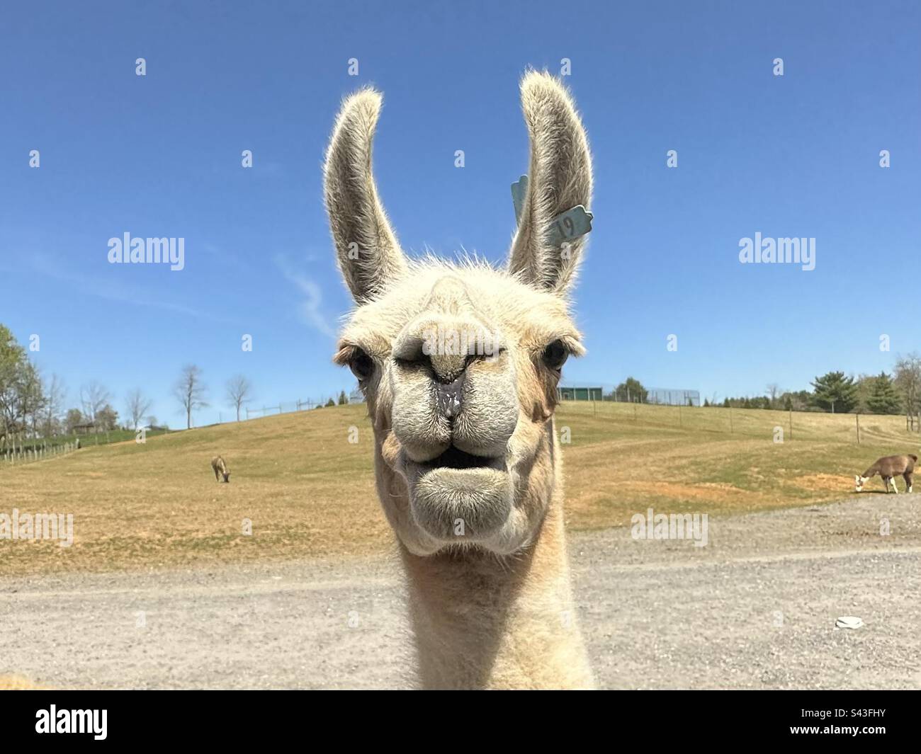 Llama life hi-res stock photography and images - Alamy