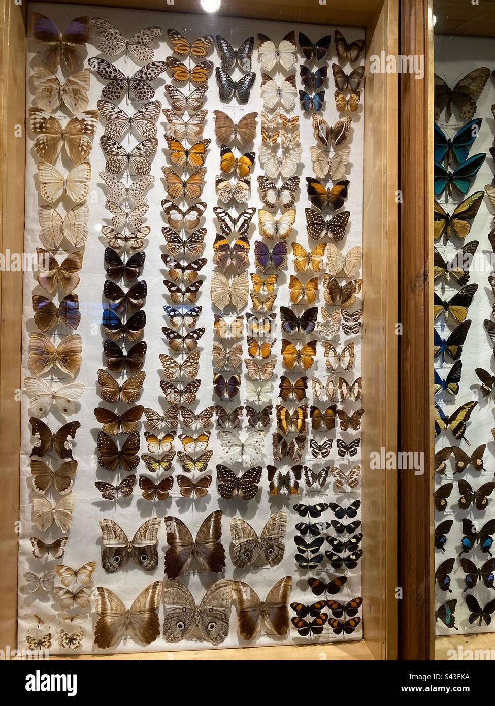 Butterfly collection hi-res stock photography and images - Alamy