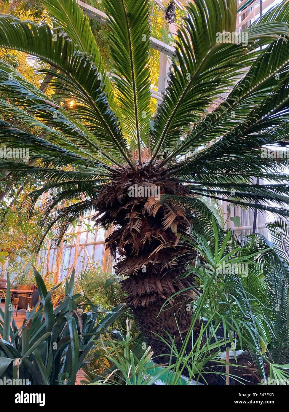 Pineapple tree hi-res stock photography and images - Alamy