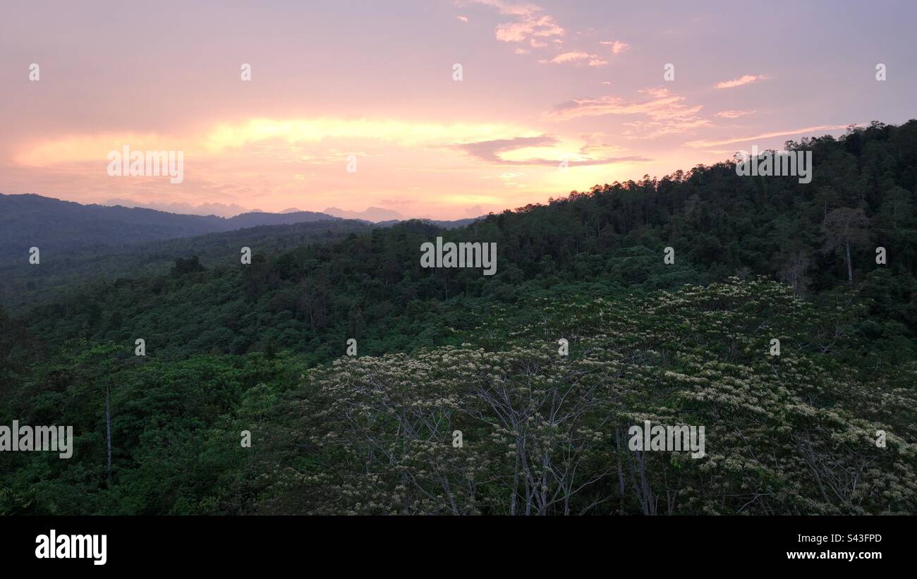 Sunset jungle hi-res stock photography and images - Alamy