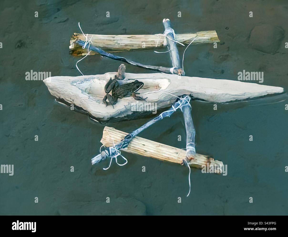 Frog on a Mini Raft made of Driftwood Stock Photo - Alamy