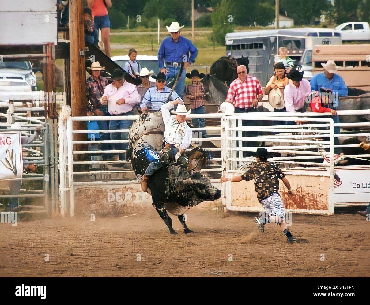 Bull Riding at the Raymond Rodeo in Alberta 2007 Stock Photo - Alamy