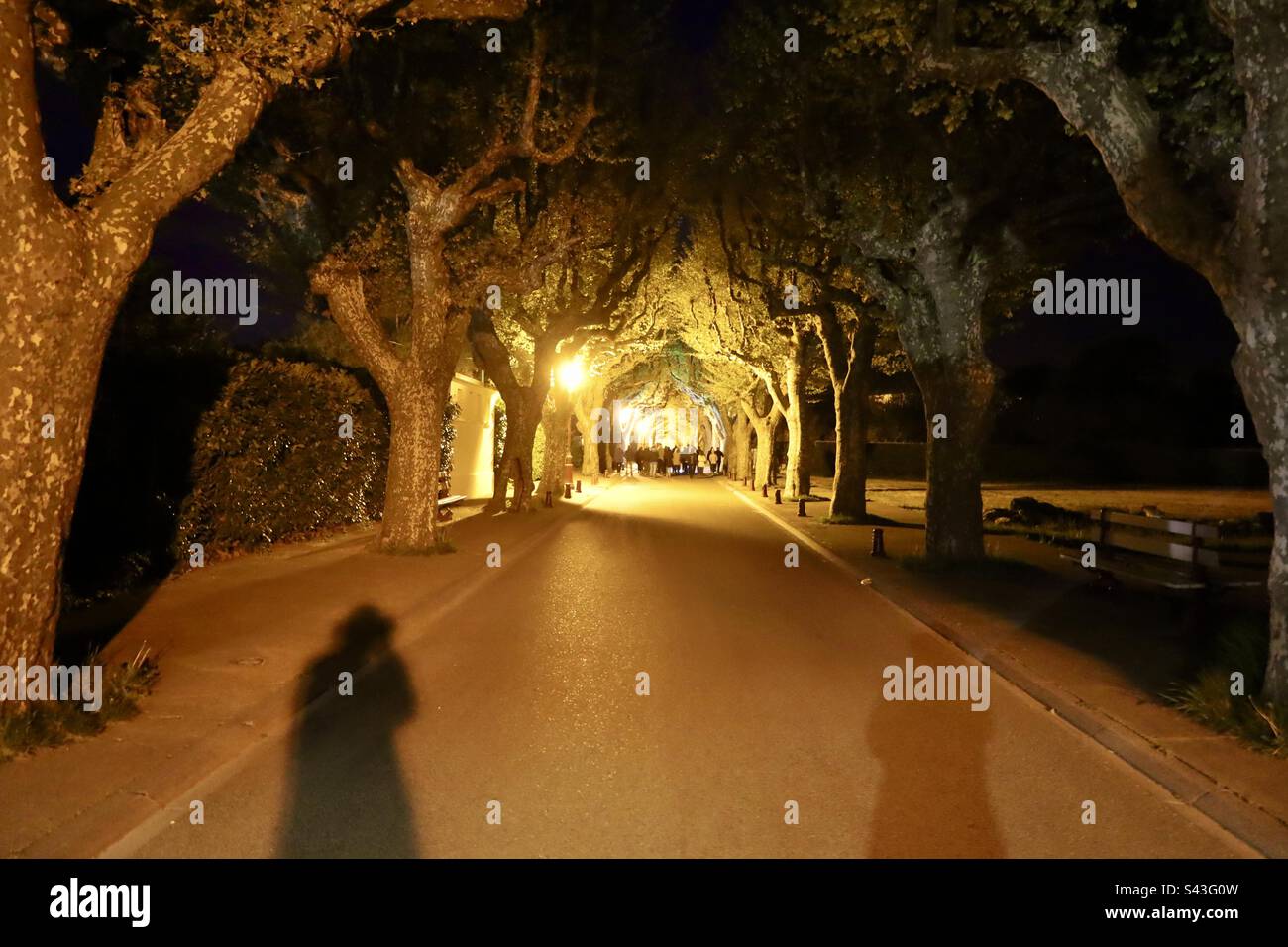 Tree tunnel at night Stock Photo - Alamy