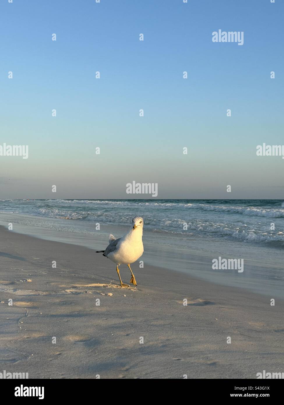 Seagull walking on the beach Stock Photo - Alamy