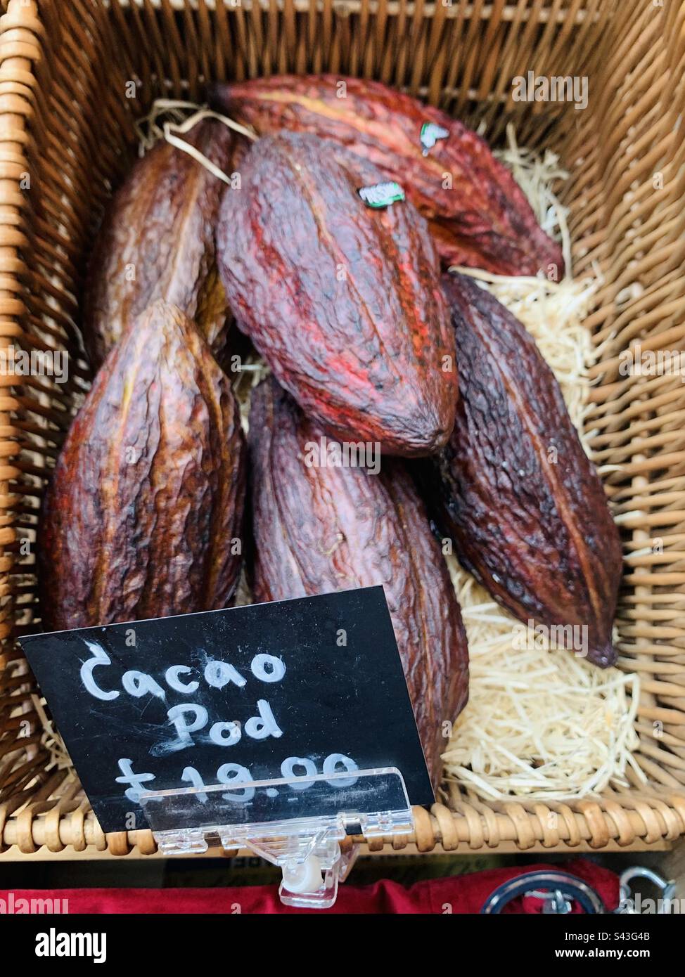Cacao pod hi-res stock photography and images - Alamy