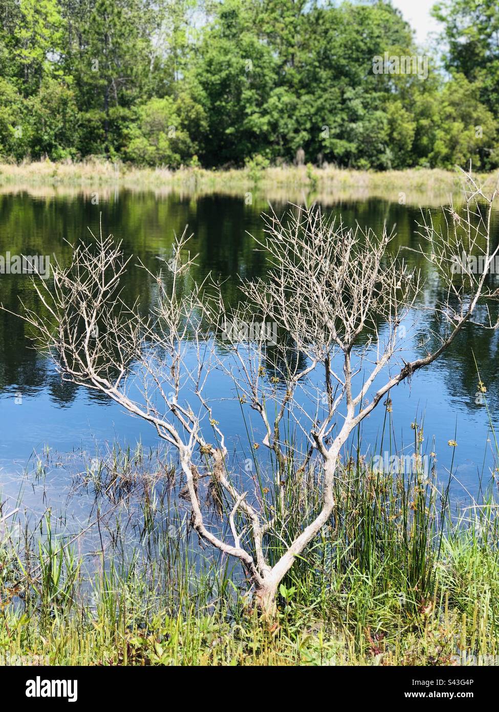 Dead bush hi-res stock photography and images - Alamy