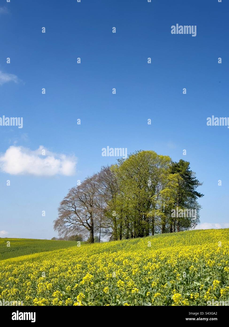 Yellow fields and a clump of trees. Seven Springs Stock Photo - Alamy